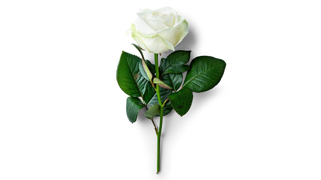 Handblomma - Enkel vit ros